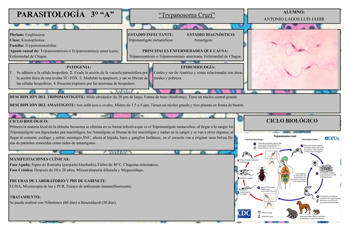 Hemoparásitos - sdasdasdasd - PARASITOLOGÍA 3° “A” ANTONIO LAGOS LUIS ...