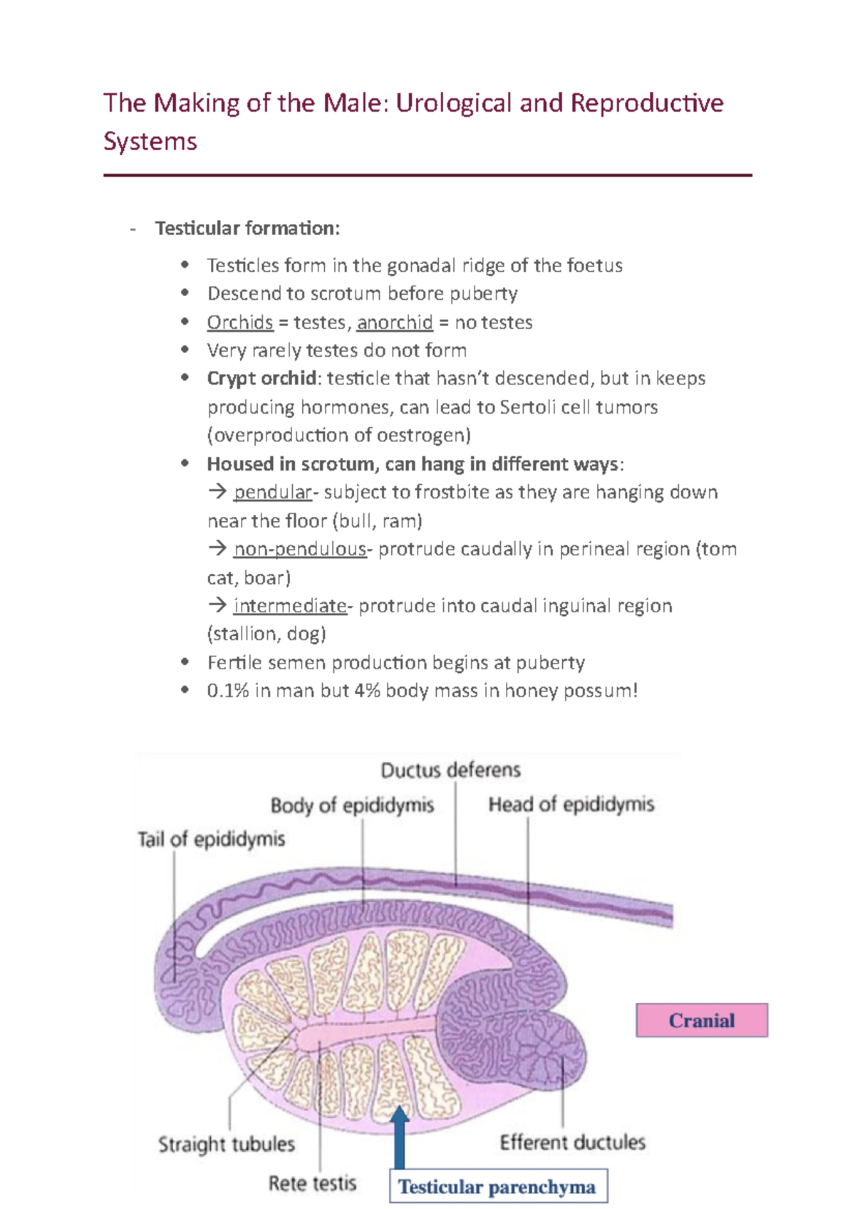 Making of the male URS - The Making of the Male: Urological and ...