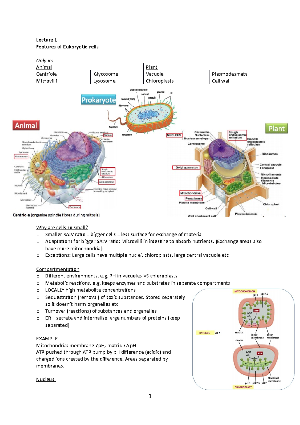 Cell Biology Lecture notes - Lecture 1 Features of Eukaryotic cells ...