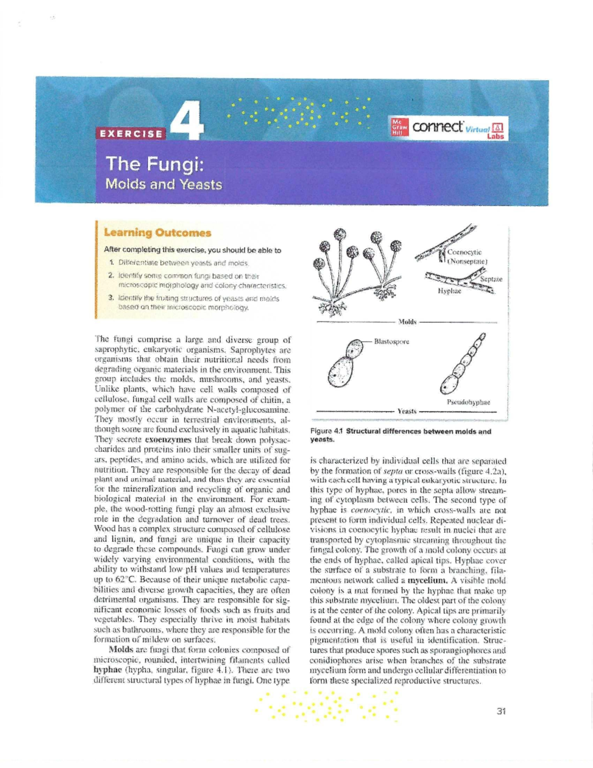 Lab+4+Handout+-+The+Fungi - BIOL 2120 - Studocu