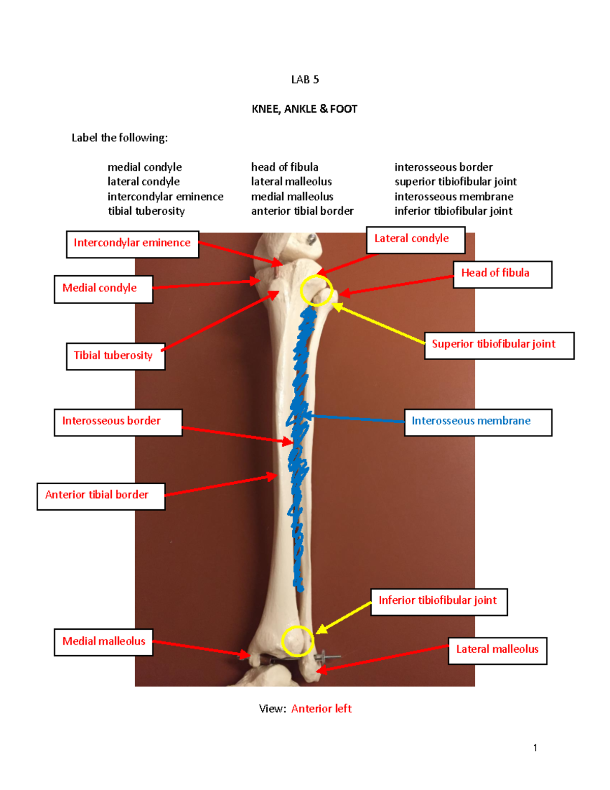 LAB 5 key - human anatomy- bones - LAB 5 KNEE, ANKLE & FOOT Label the ...