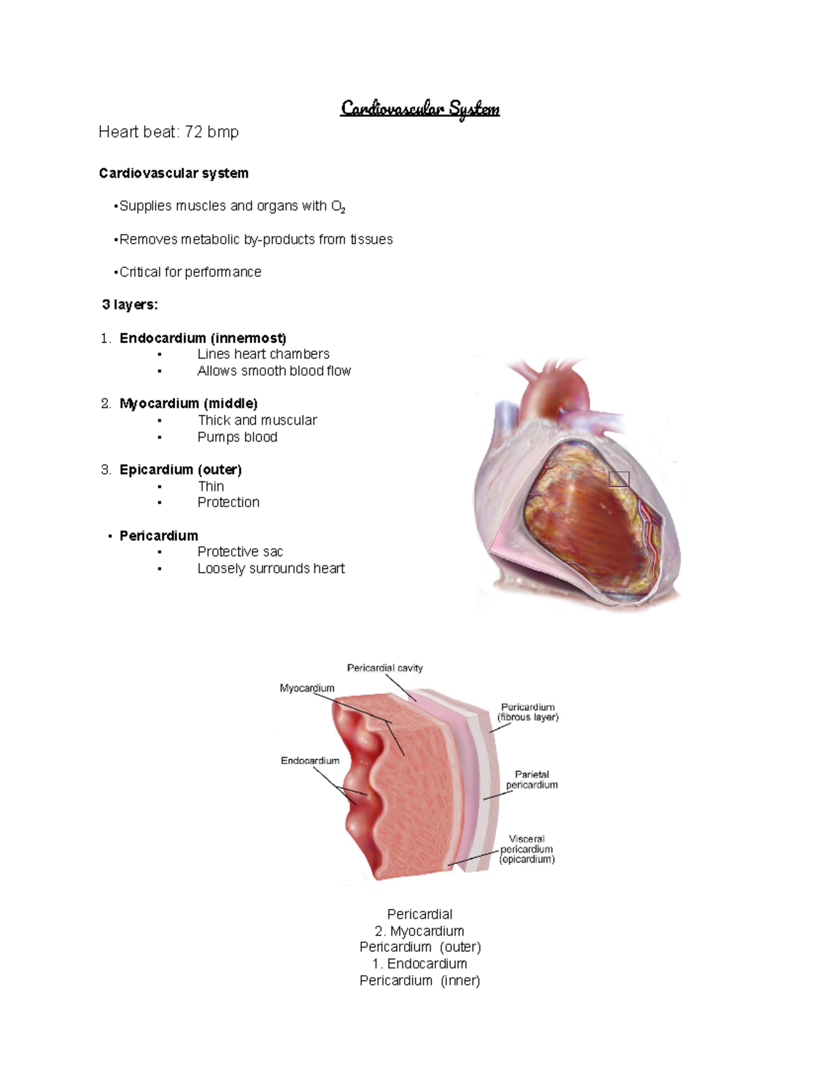 Chapter 8- cardiovascular system - Cardiovascula Sste Heart beat: 72 ...