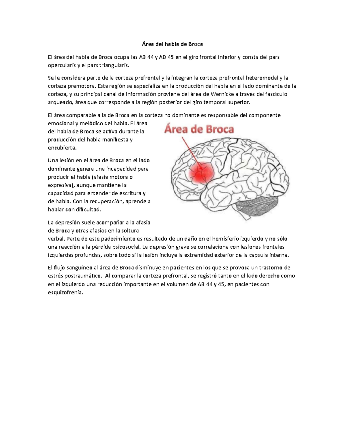 Lóbulo Frontal Brisa ♡ - Área del habla de Broca El área del habla de ...