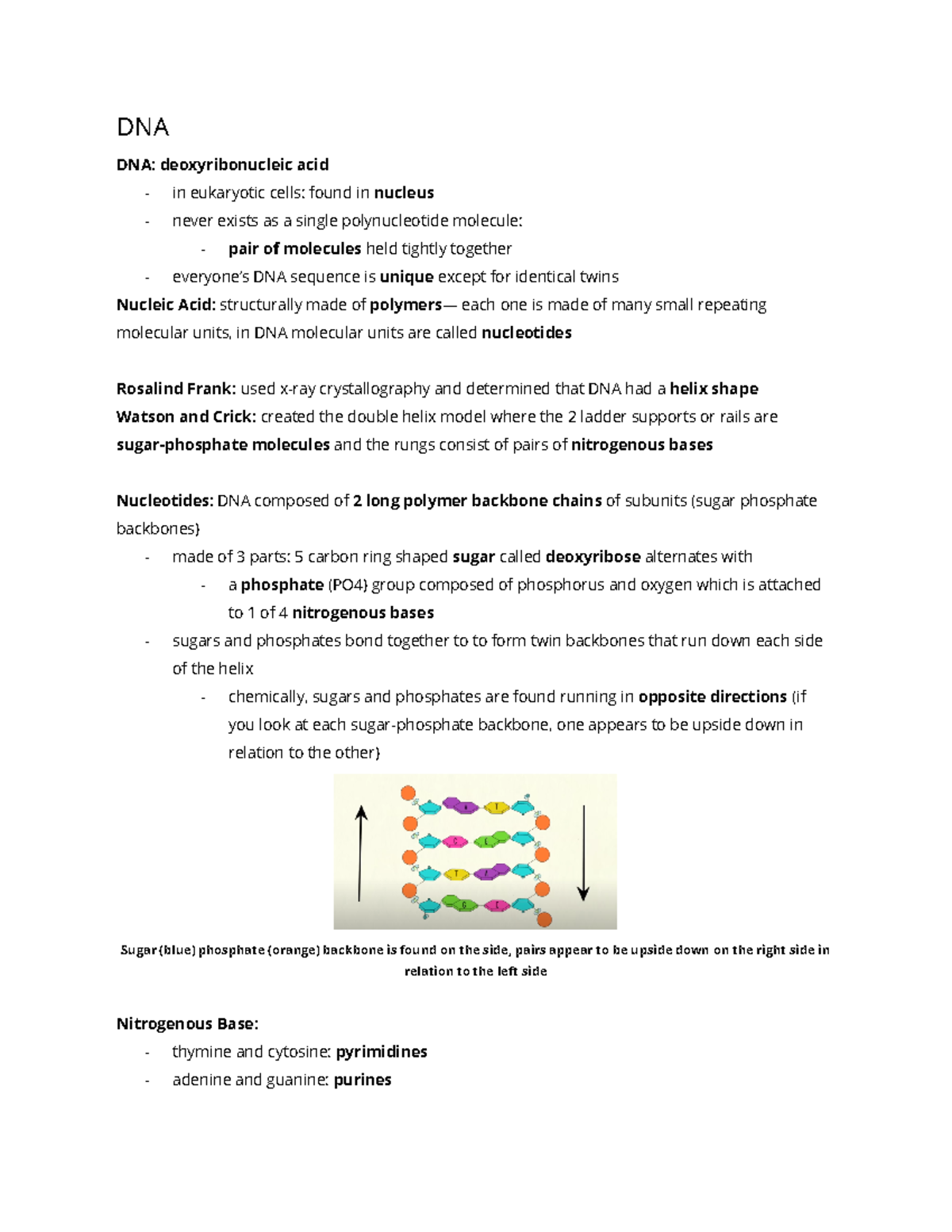 Genetics Notes for Grade 11 Biology Unit - DNA DNA: deoxyribonucleic ...