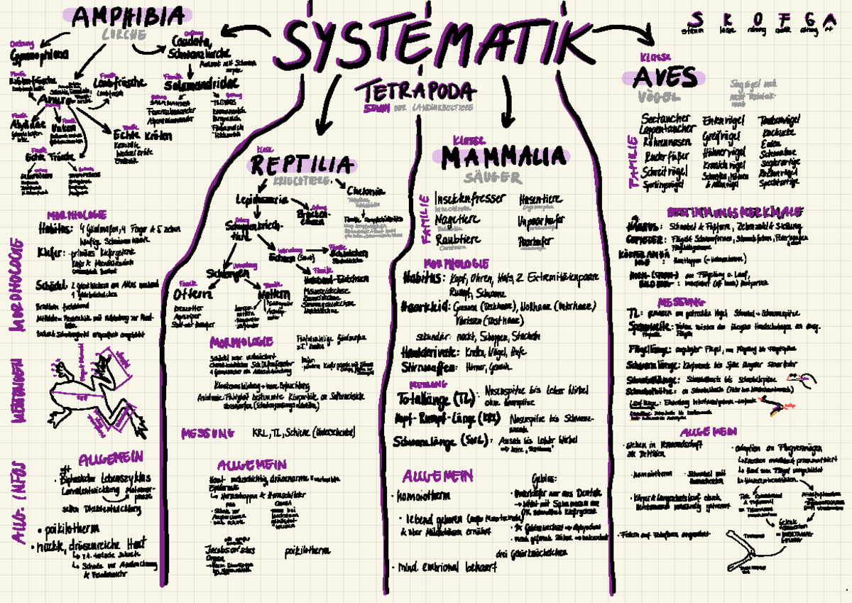 Systematik tierbestimmung - AMPHIBIA LURCHE Ordnung """" ← - Studocu