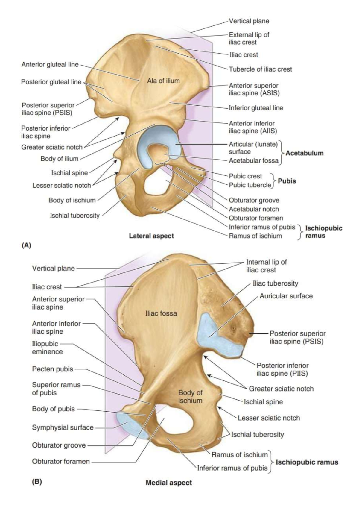 Lower-EX- Labelling - Vertical plane External lip of iliac crest Iliac ...