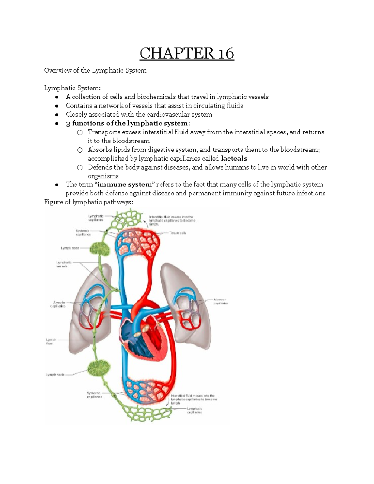 Human A & P II Notes Chapter 16 - CHAPTER 16 Overview of the Lymphatic ...