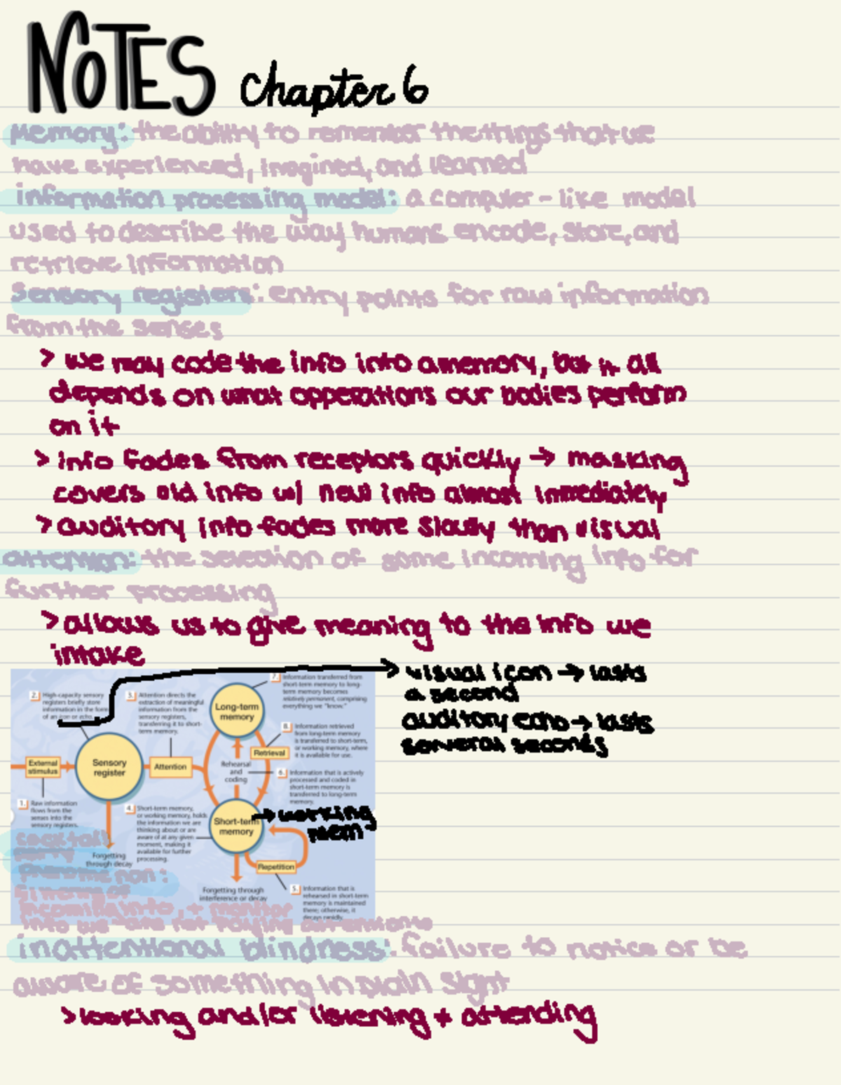 PSYC 1101- Chapter 6 - chapter 6 Memory : theability to remember the ...