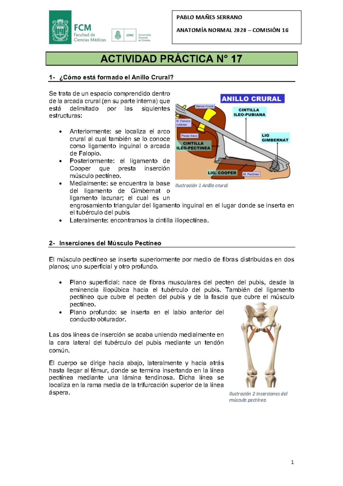 Actividad PRÁ Ctica N17 - Warning: TT: undefined function: 32 ANATOMÍA NORMAL 2020 – COMISI ÓN ...