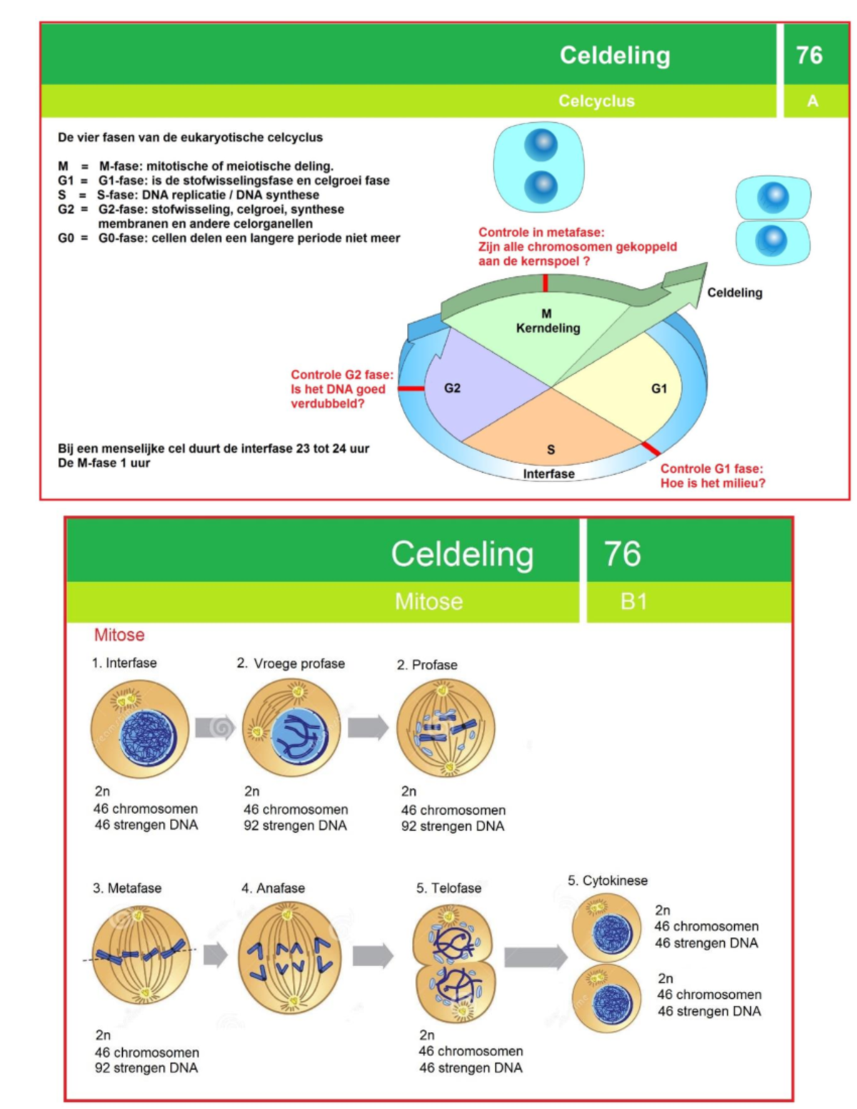 Celdeling mitose-meiose Zygote - Celdeling De vier fasen van de ...