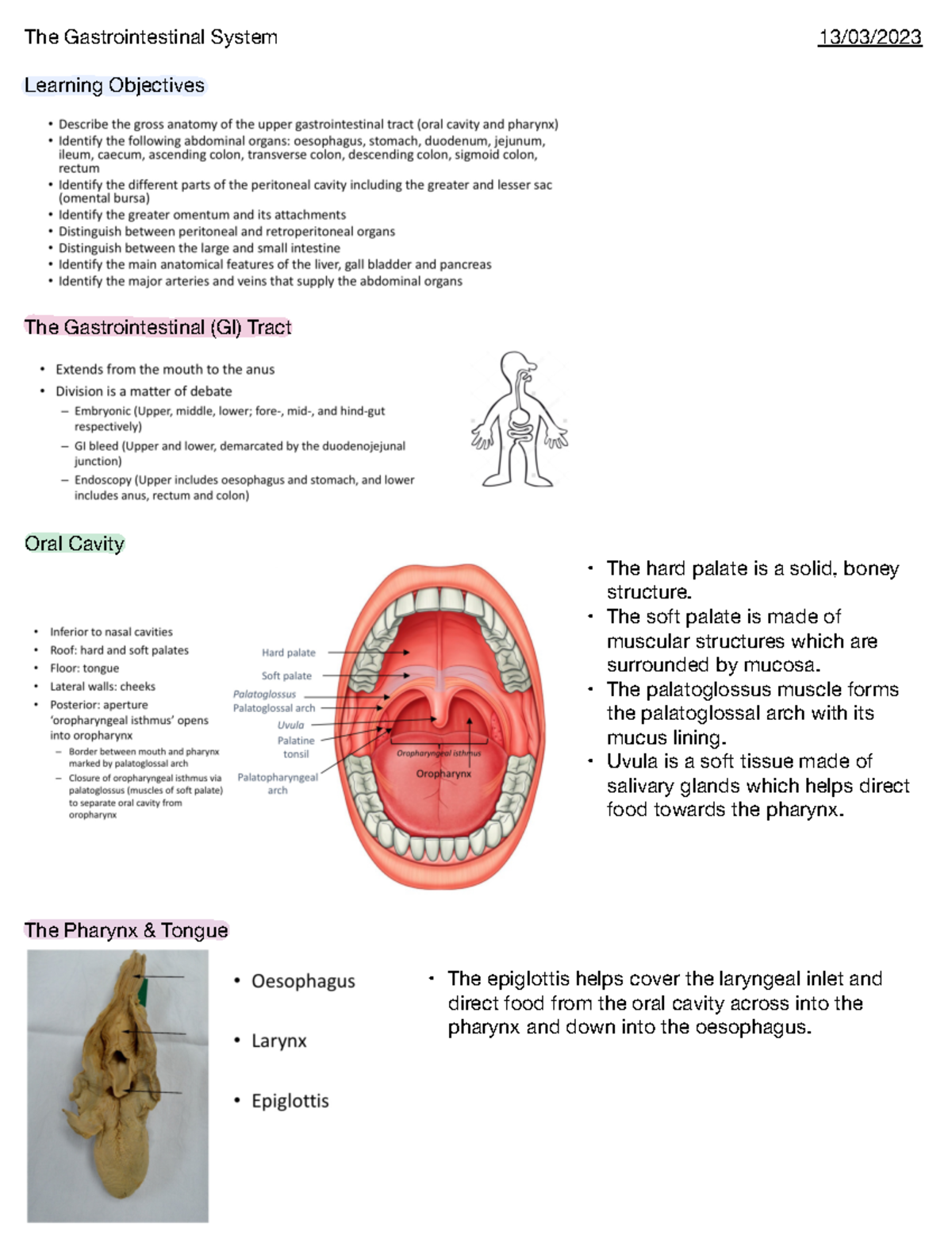 Gastrointestinal System Anatomy - The Gastrointestinal System 13/03 ...