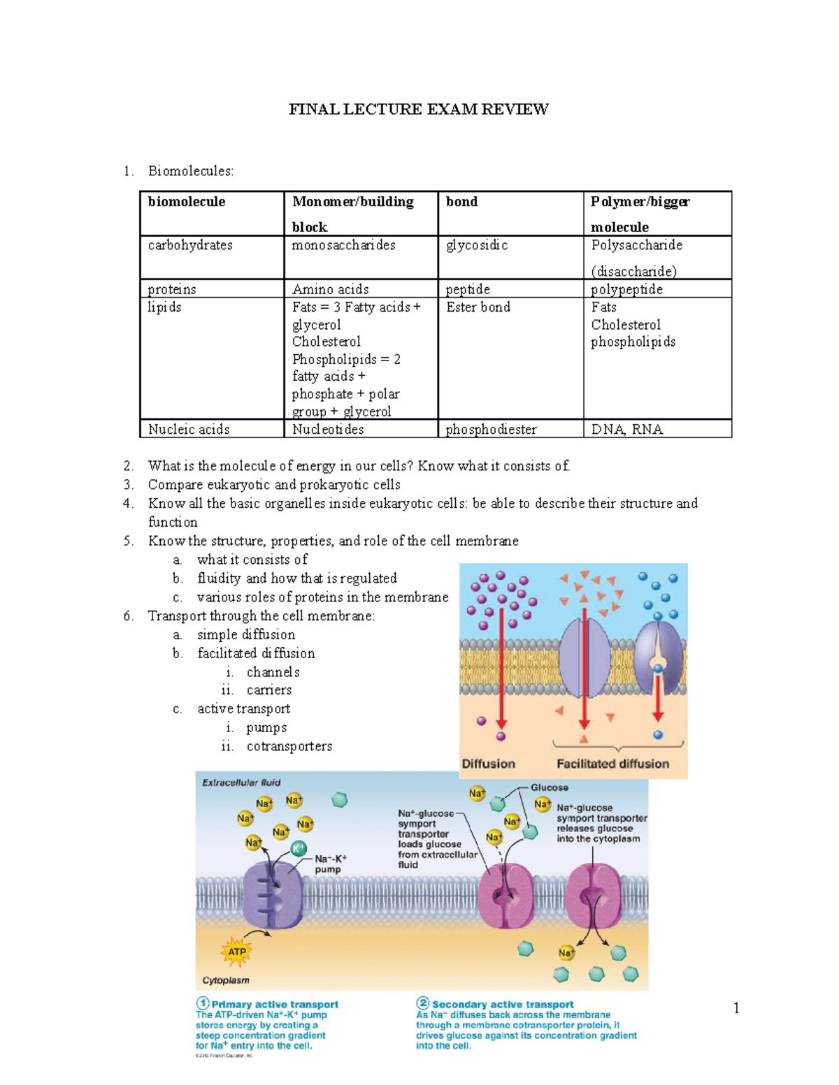 Final Lecture EXAM Review - FINAL LECTURE EXAM REVIEW Biomolecules ...