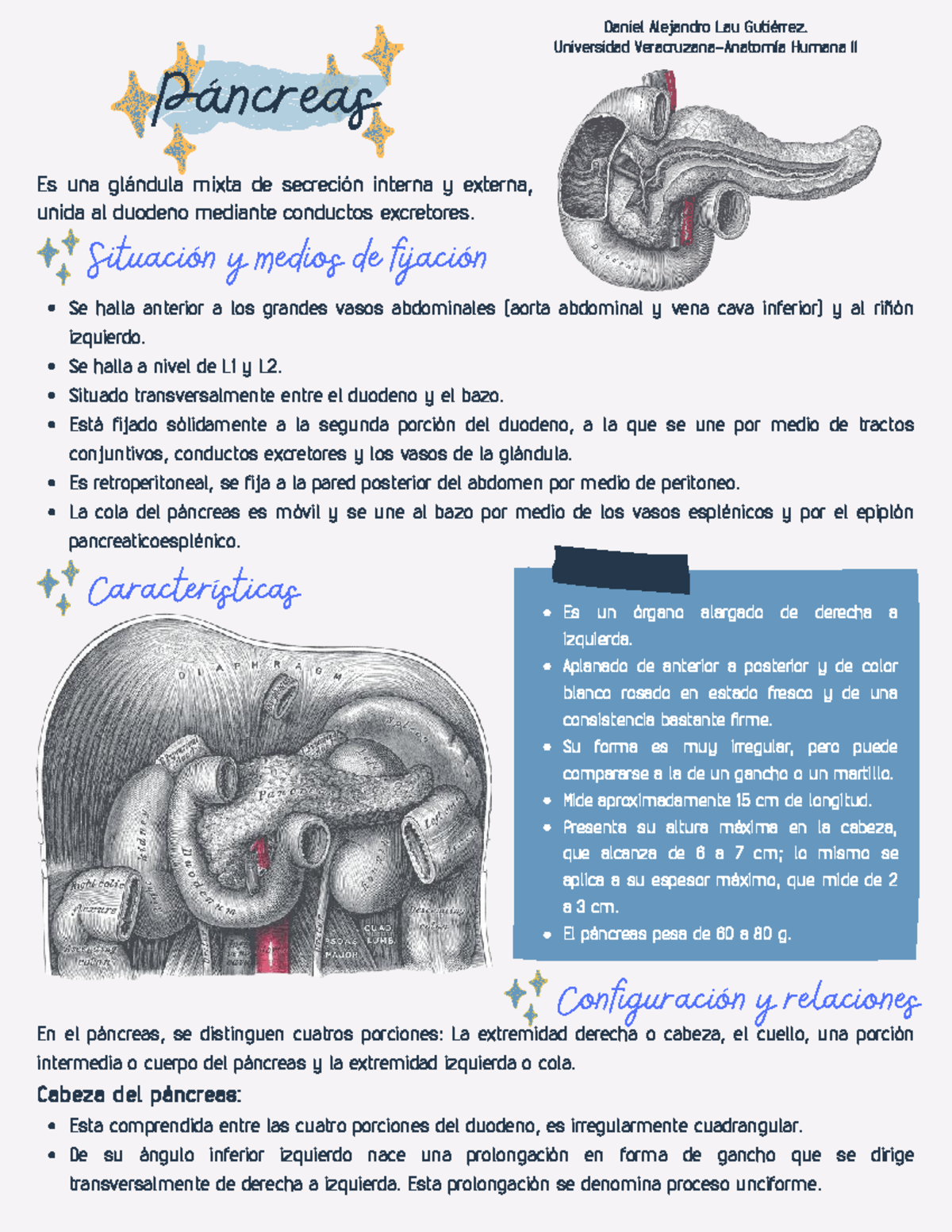 Pancreas y Bazo - Resumen de páncreas y bazo (glándulas anexas al ...