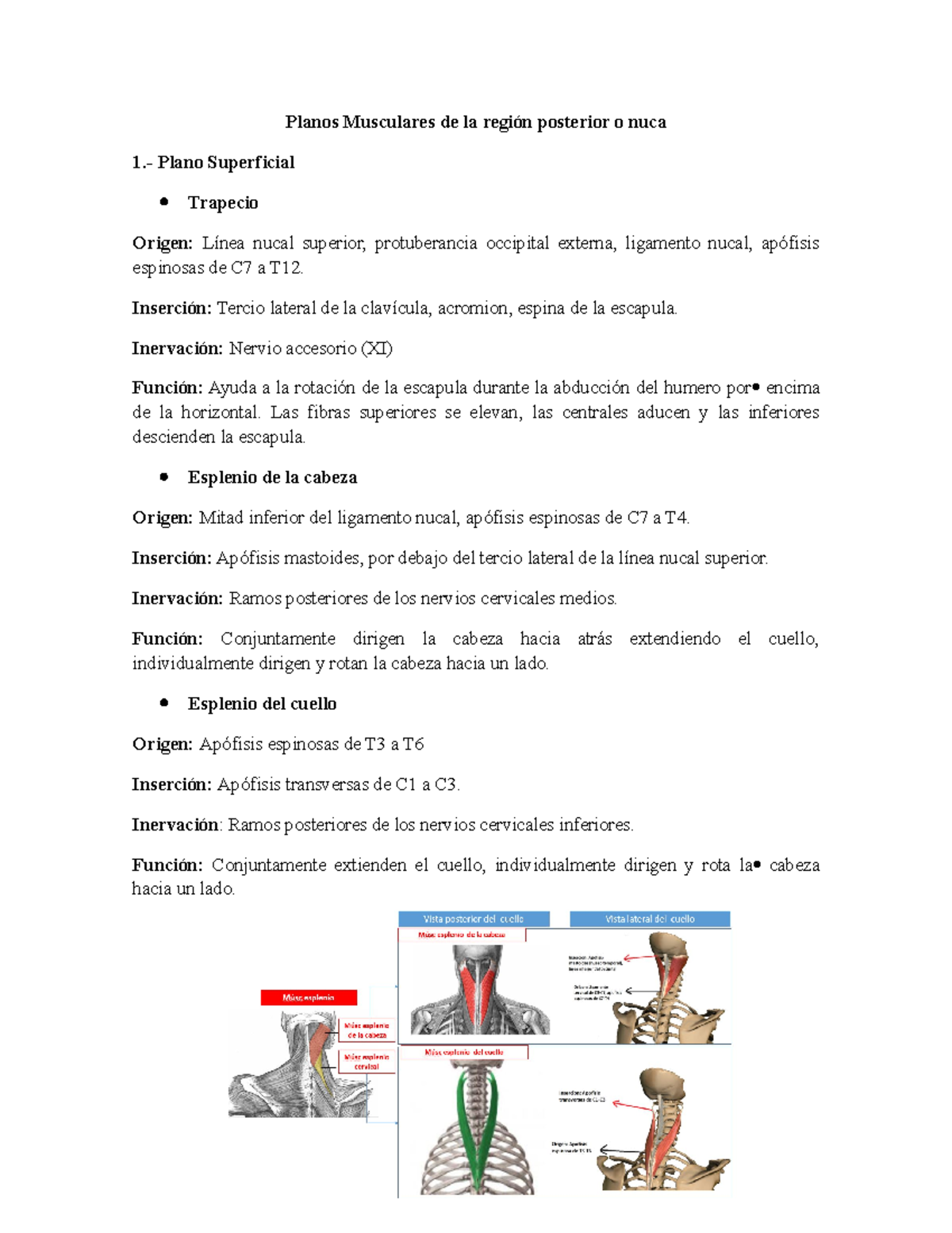Planos Musculares de la región posterior o nuca - Plano Superficial ...