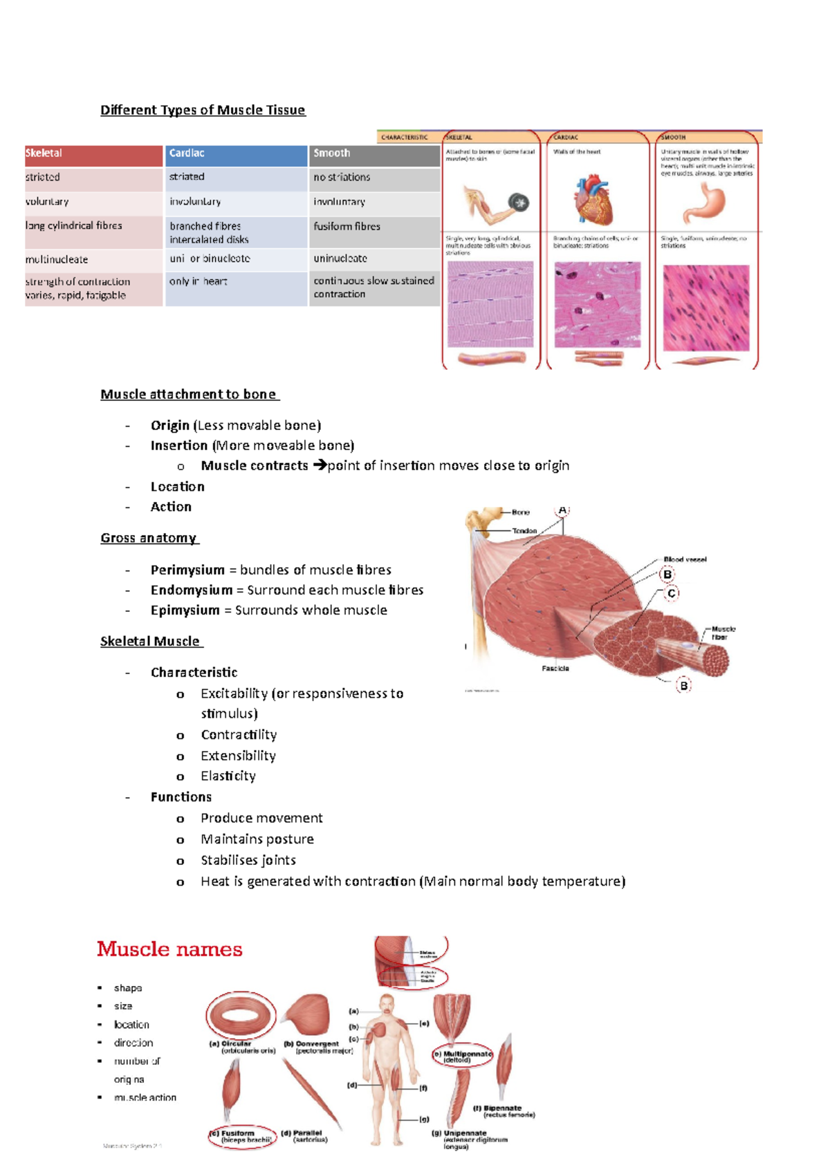 Week 3 Anatomy sytem 1 - Different Types of Muscle Tissue Muscle ...