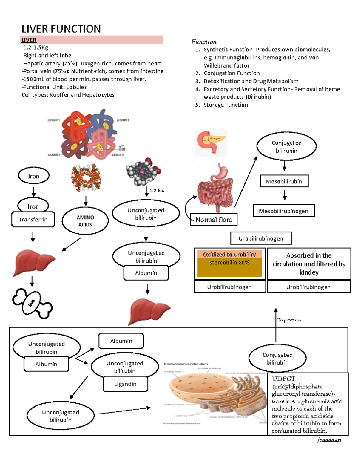 CC2-lecture-Prelim - Personal reviewer. - LIVER FUNCTION LIVER -1.2-1 ...