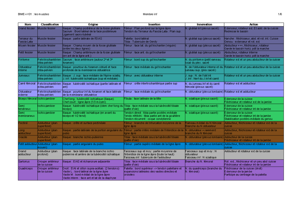 Tableau des muscles - synthèse - BIME-I-101 : les muscles Membre inf 1 ...
