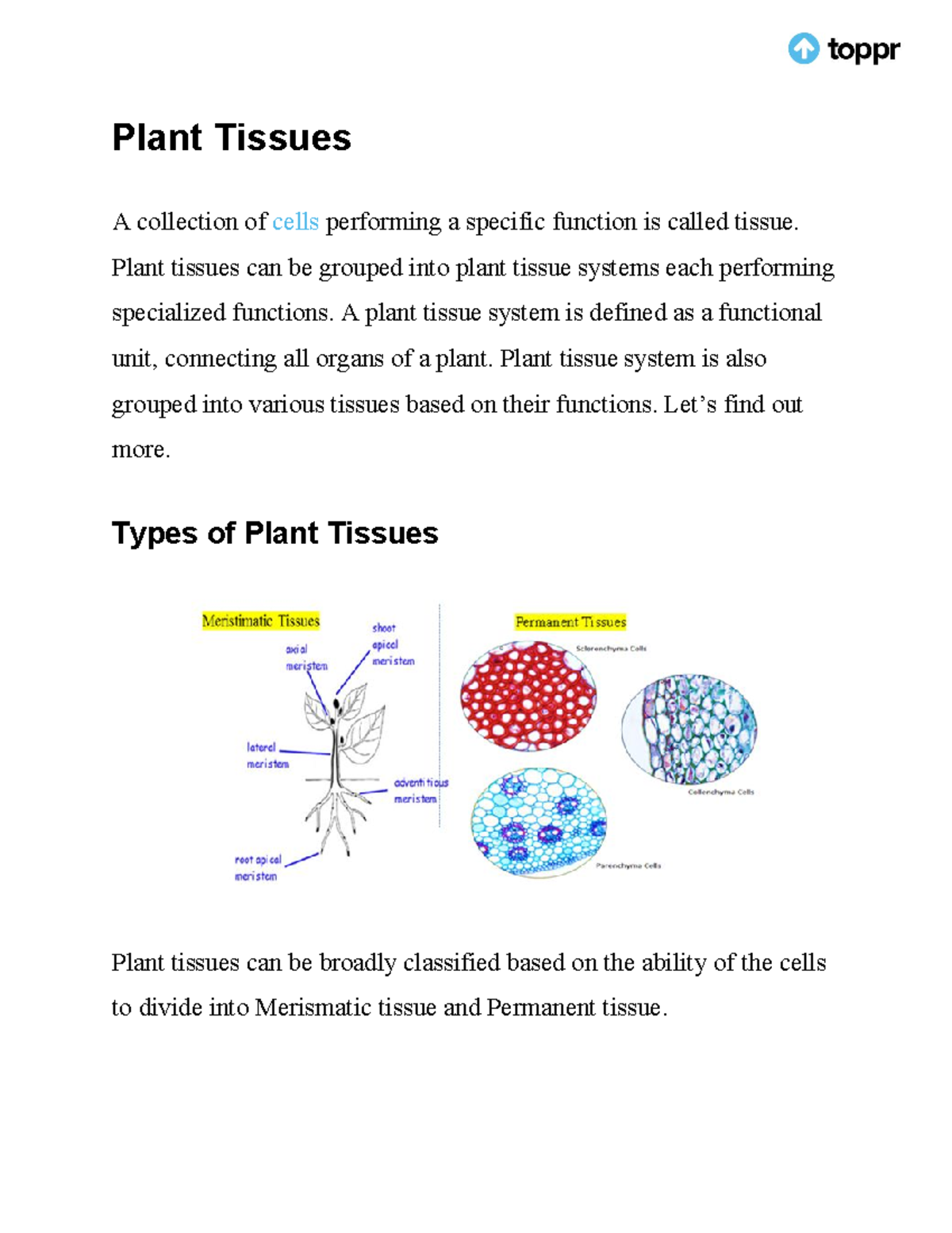 CBSE Class 11 Biology Chapter 6 Anatomy of Flowering Plants Revision ...