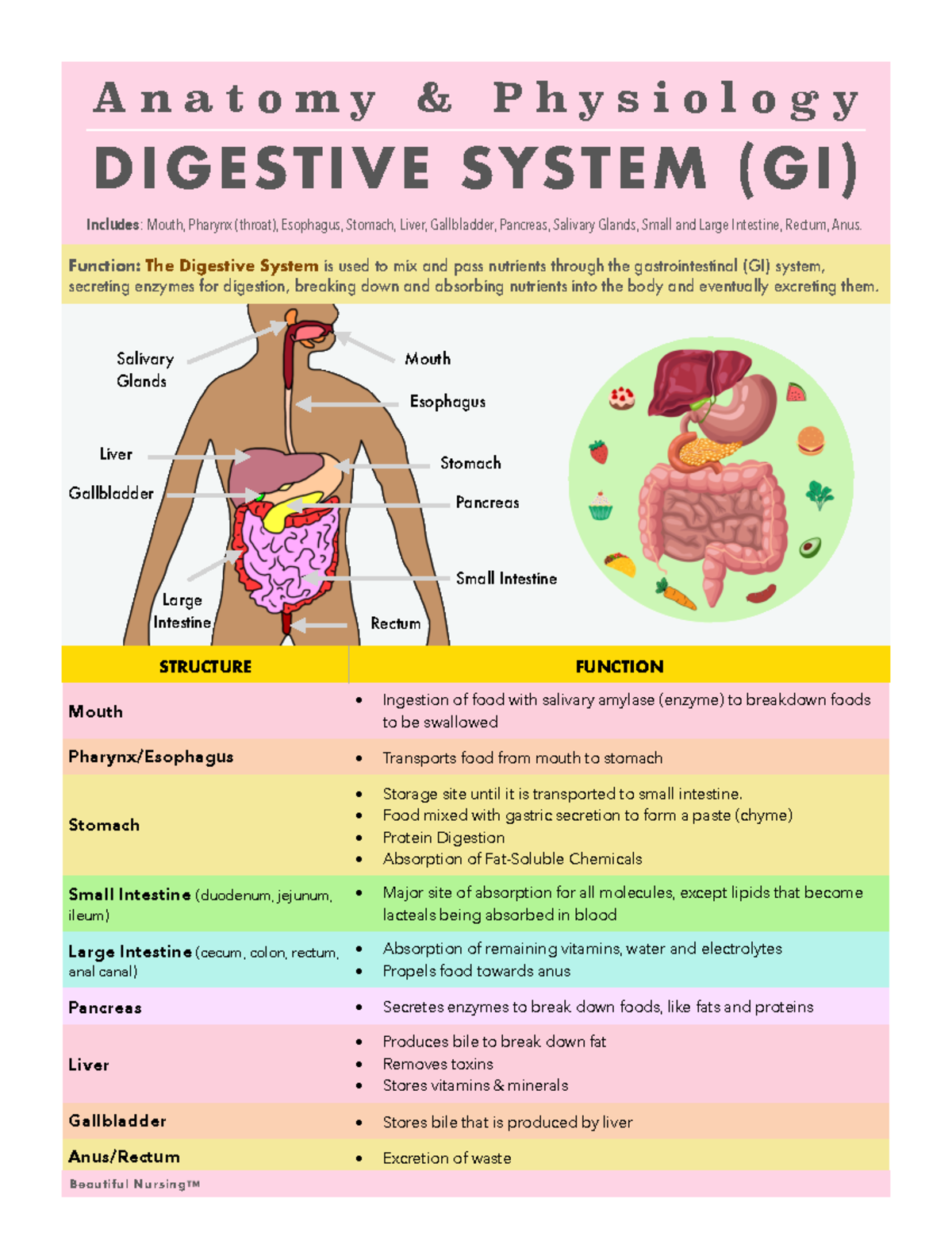 GI - STUDY TOOLS - Includes: Mouth, Pharynx (throat), Esophagus ...