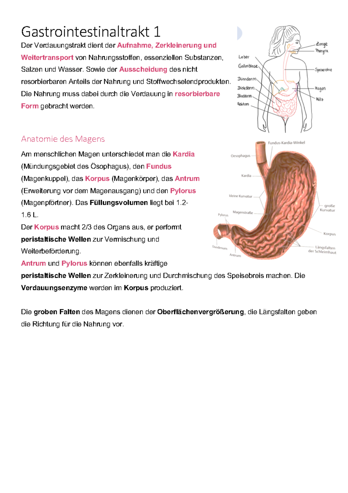 20 Gastrointestinaltrakt 1 - Gastrointestinaltrakt 1 Der ...