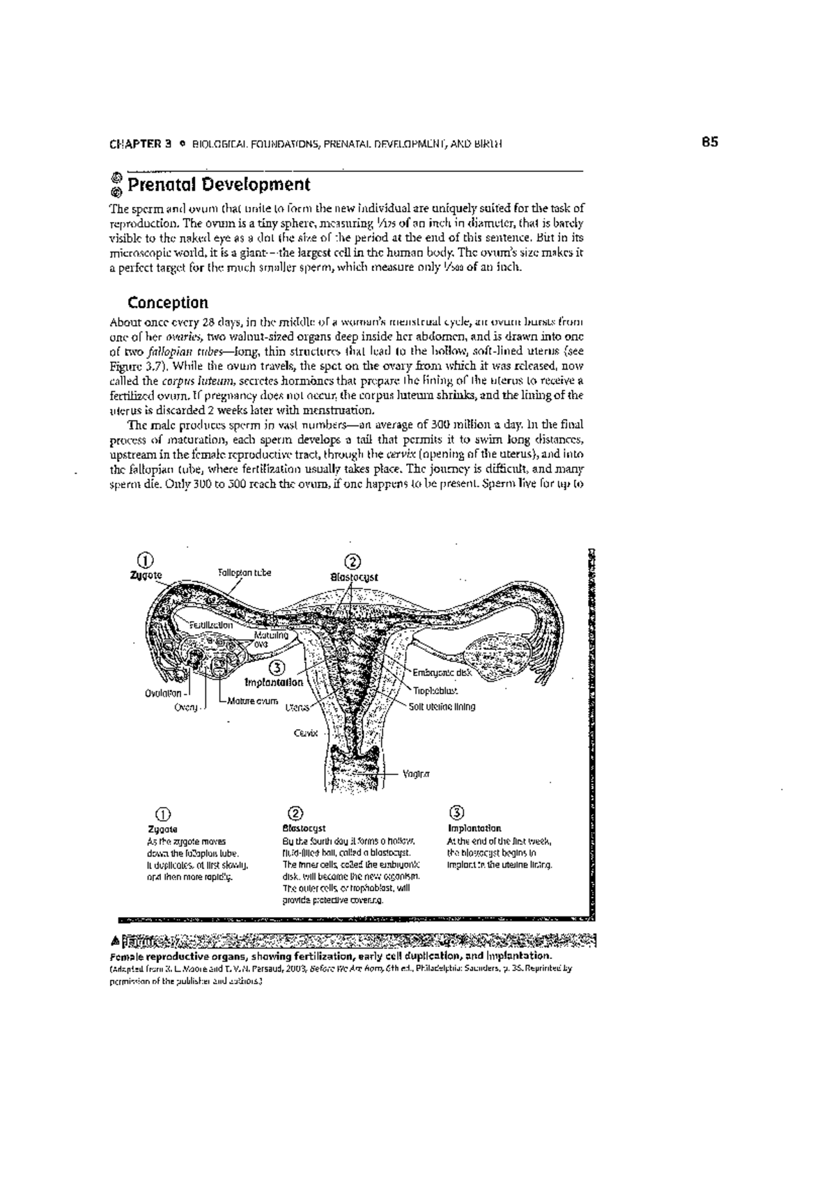 Prenatal dev Unit 3 - CHAPTER 3 BIOLOGICAL FOUNDATIONS, PRENATAL ...