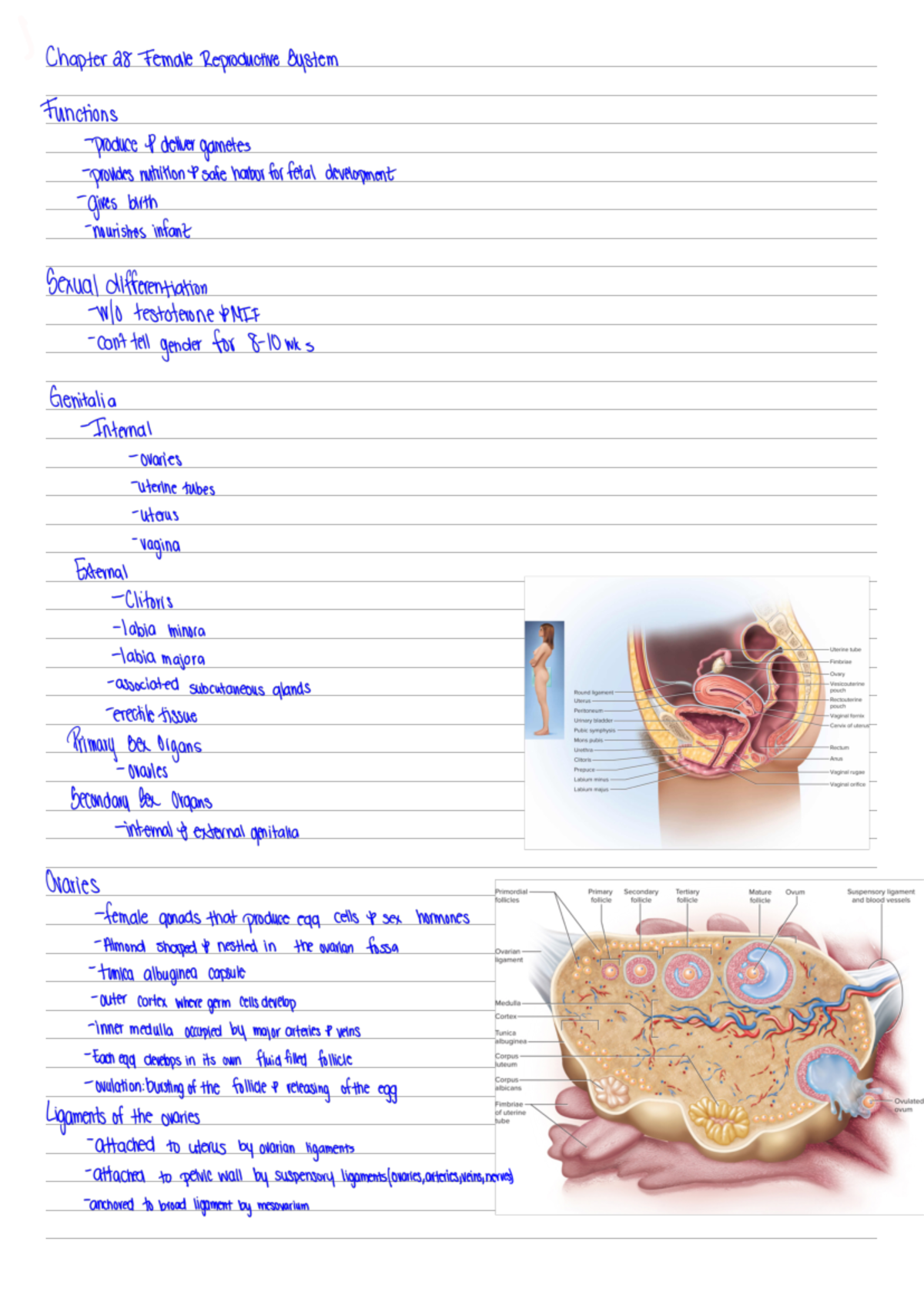 Chapter 28 - Anatomy - BIOL 3402 - Studocu