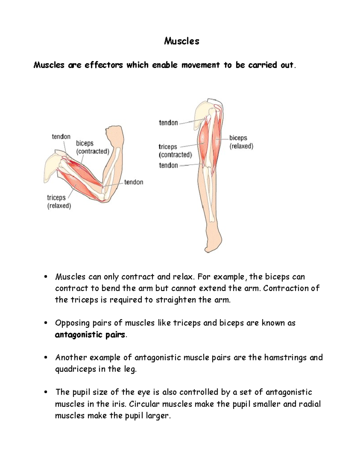 Muscle Notes combined handouts 1 and 2 - Muscles Muscles are effectors ...