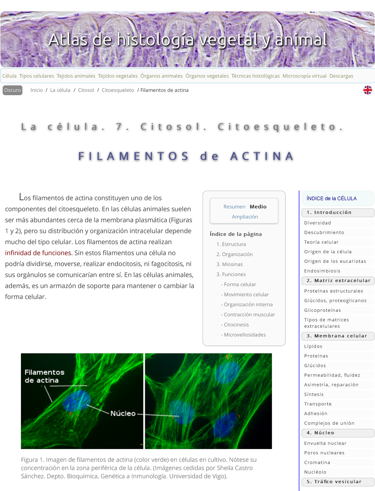 La celula. 7. Citosol. Citoesqueleto - Oscuro Resumen MedioMedio ...