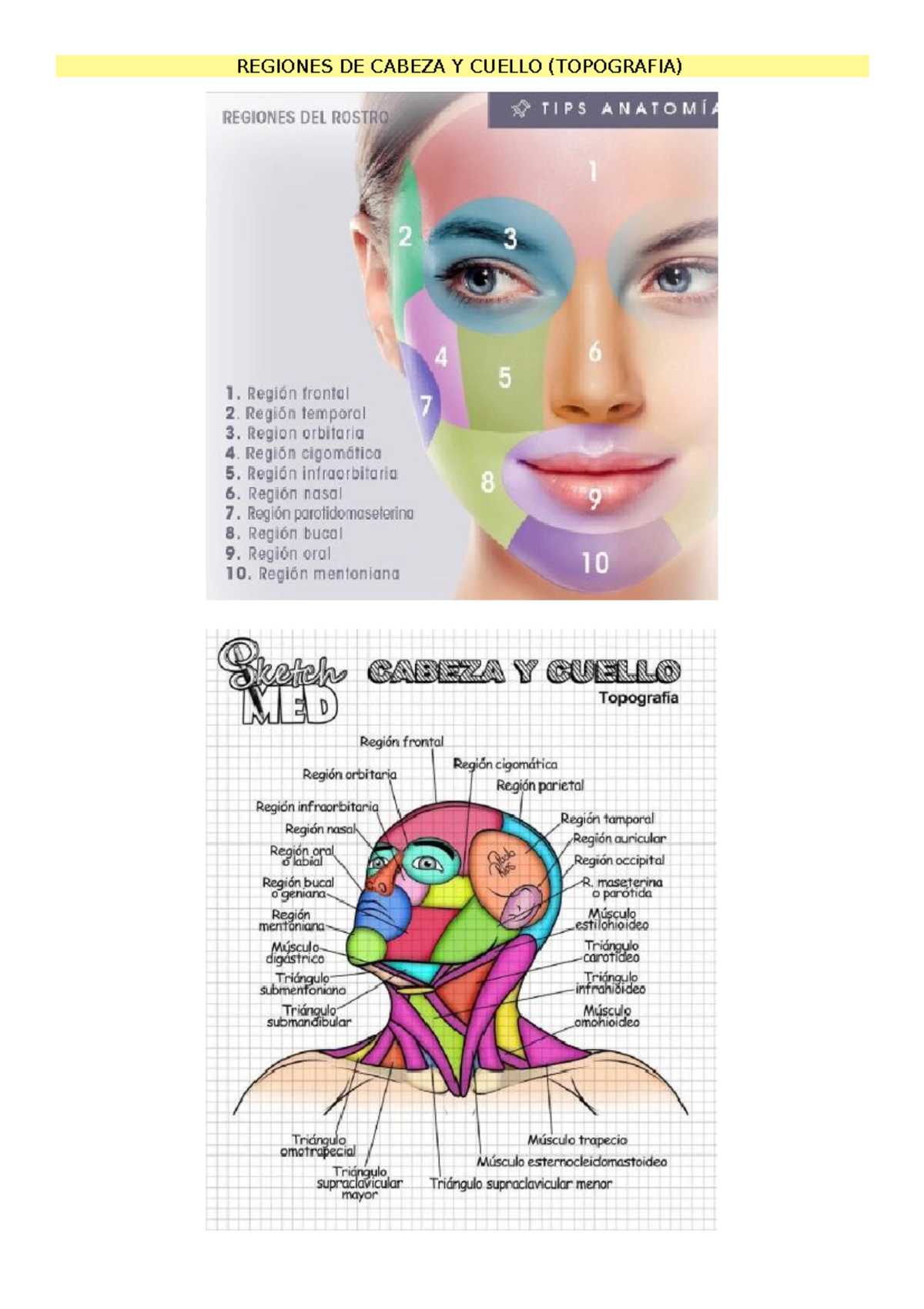 Resumen anatomia - REGIONES DE CABEZA Y CUELLO (TOPOGRAFIA) ANATOMÍA ...
