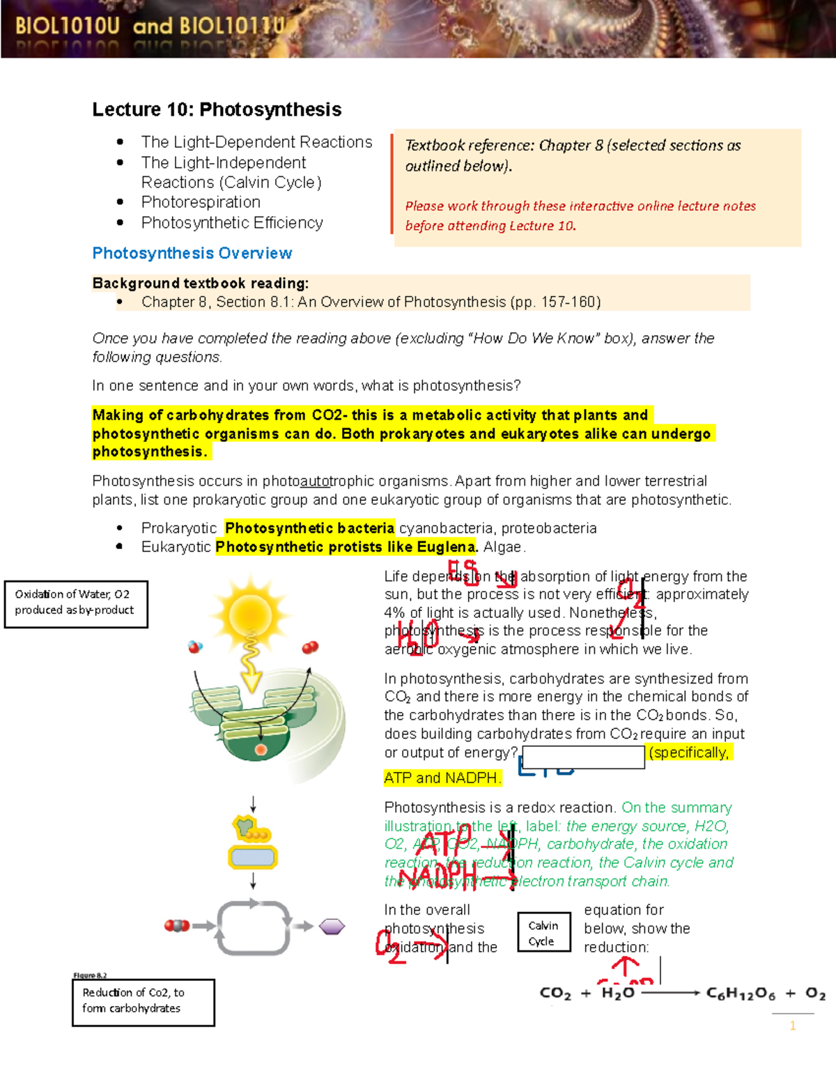 L10 Photosynthesis interactive notes 2022 - Lecture 10: Photosynthesis ...