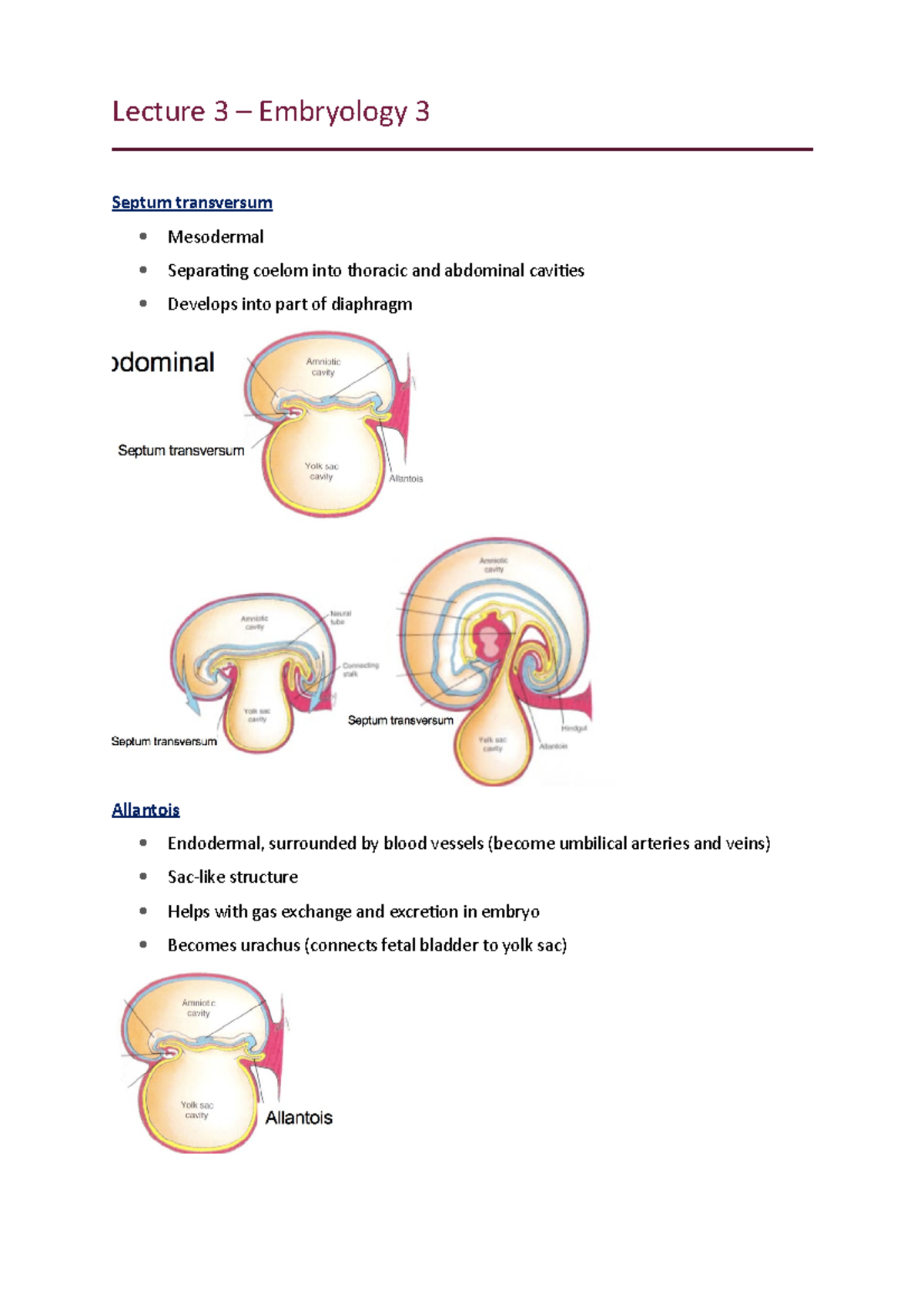Embryology 3 - Lecture notes 3 - Lecture 3 – Embryology 3 Septum ...