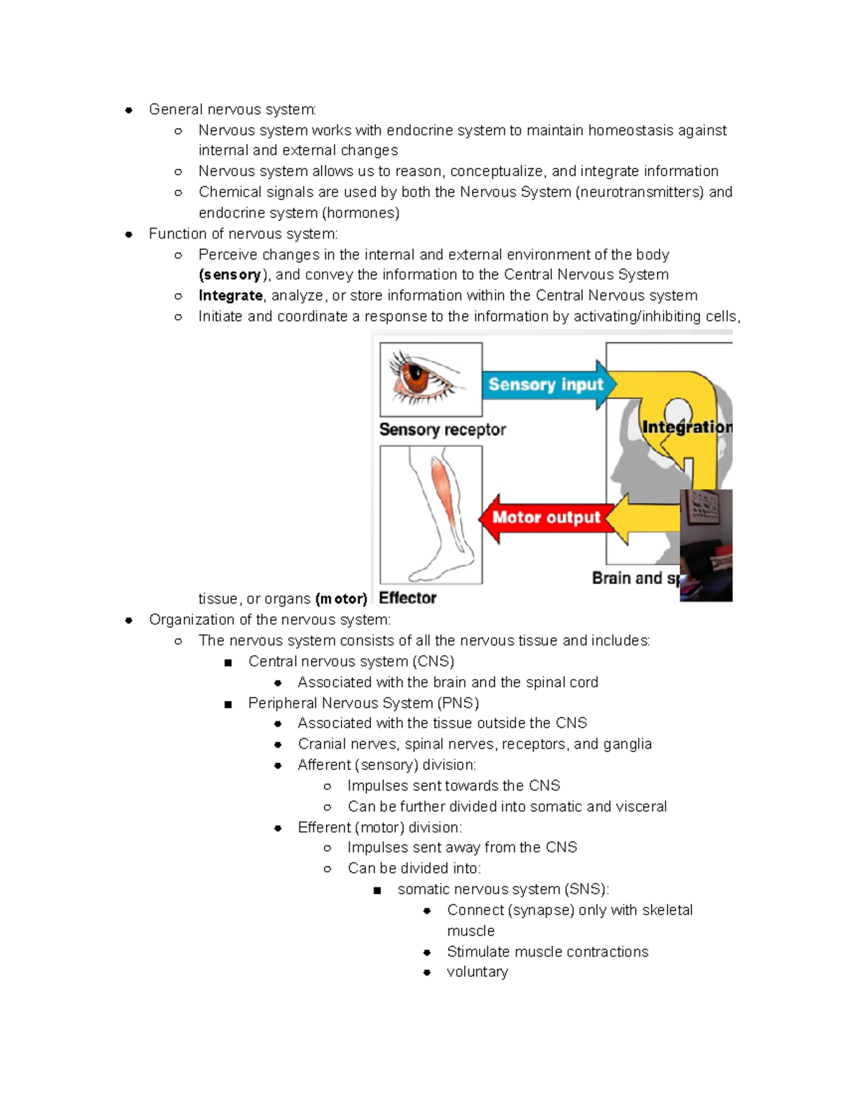 Human Anatomy Exam 4 - General nervous system: Nervous system works ...