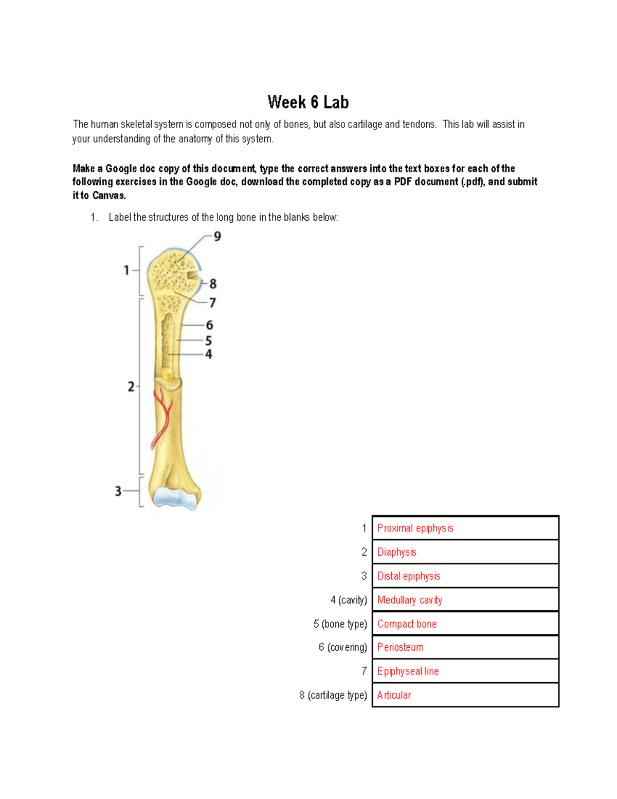 Week 6 Lab Answers - Week 6 Lab The human skeletal system is composed not only of bones, but ...