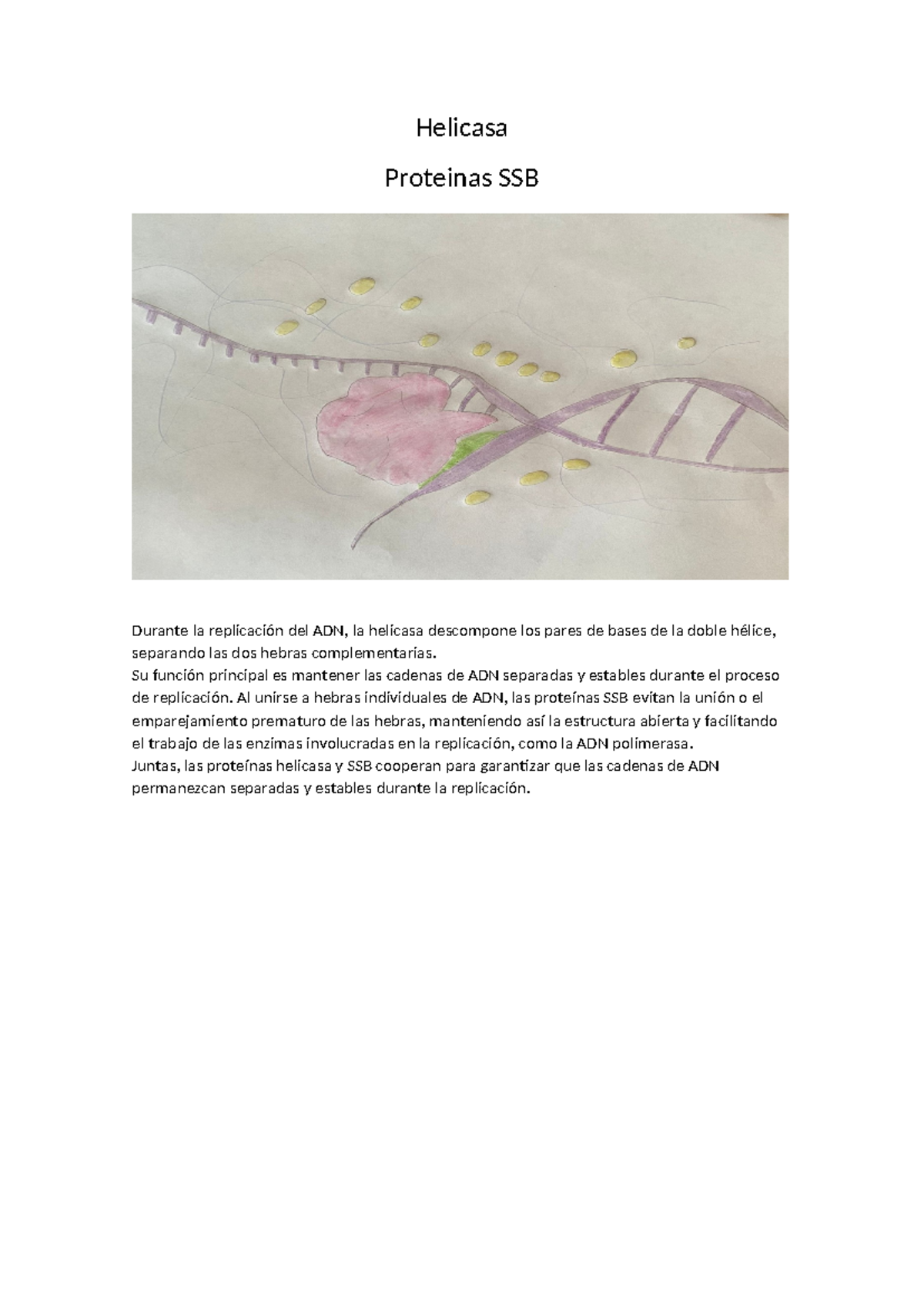 Helicasa - Helicasa Proteinas SSB Durante la replicación del ADN, la ...