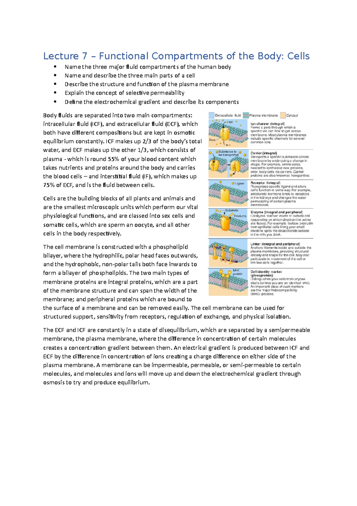 Lecture 7 - Lecture 7 – Functional Compartments of the Body: Cells Name ...