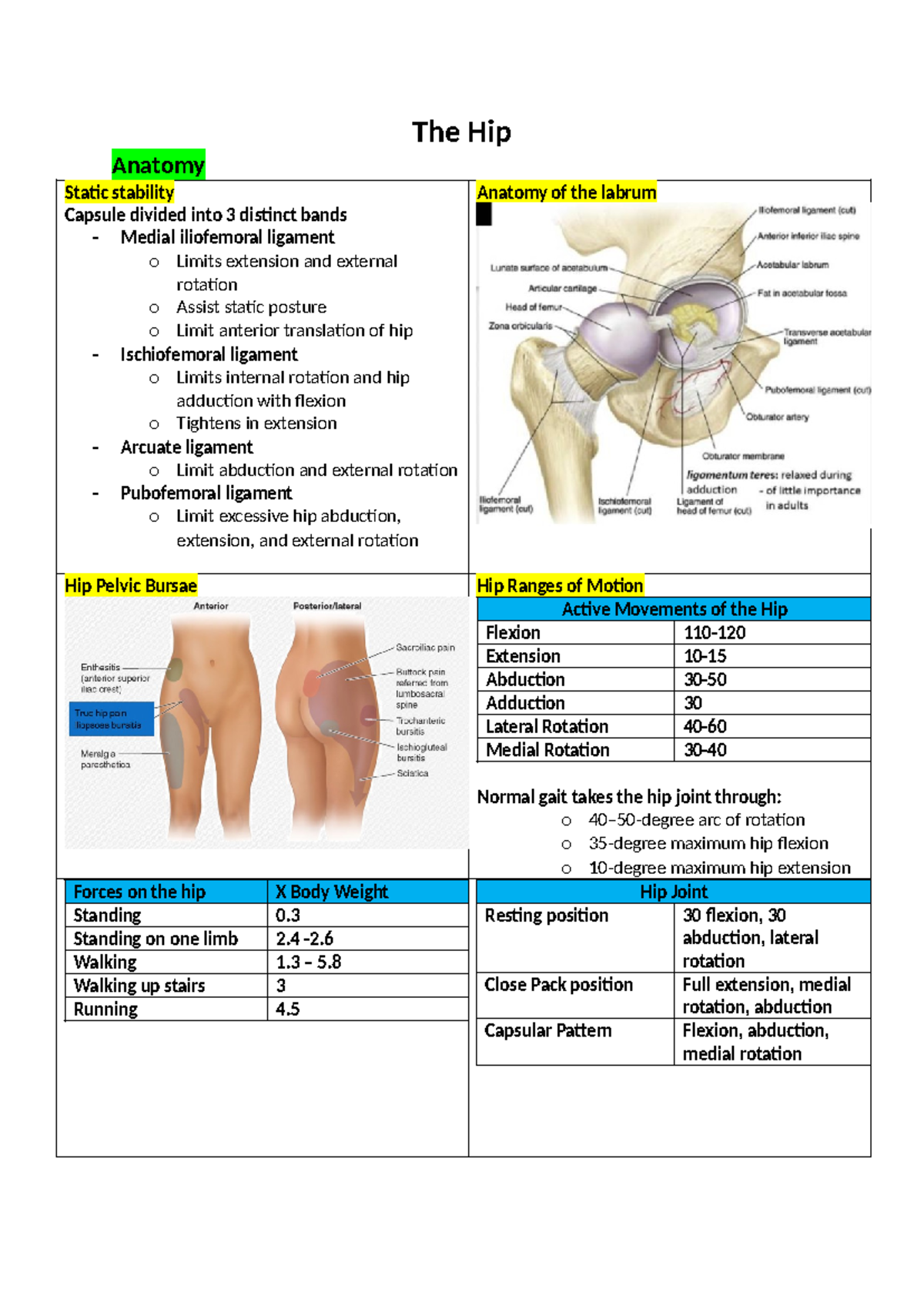 Exam notes - The Hip Anatomy Static stability Capsule divided into 3 ...