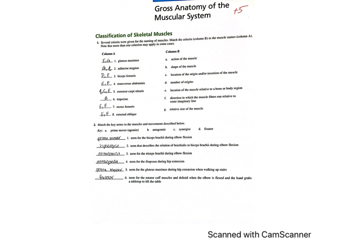 Muscular system anatomy - BIO 50A - Studocu