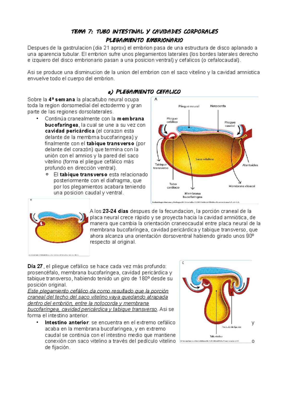 Tema 7 Embriología - TEMA 7: TUBO INTESTINAL Y CAVIDADES CORPORALES ...