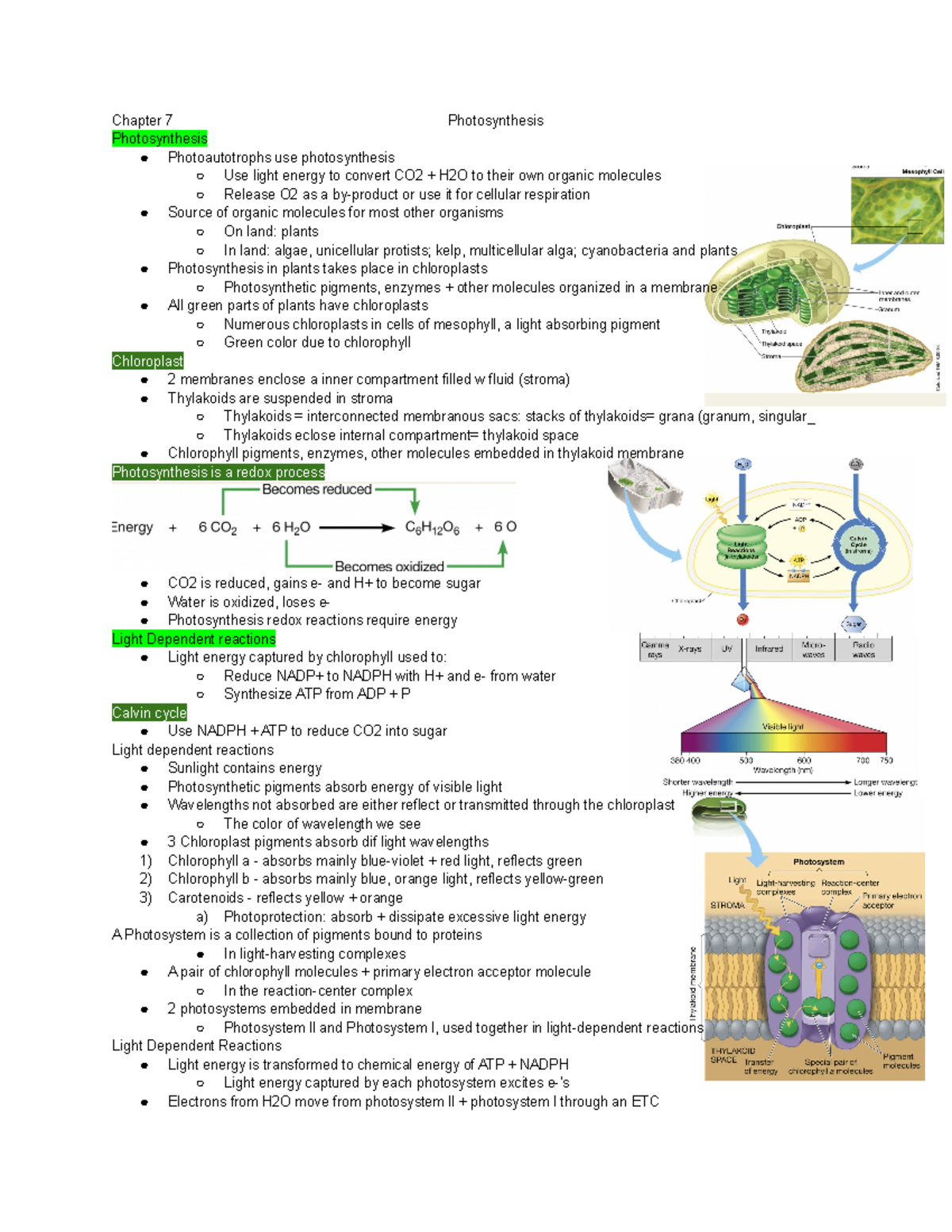 Chapter 7 Photosynthesis - Chapter 7 Photosynthesis Photosynthesis ...