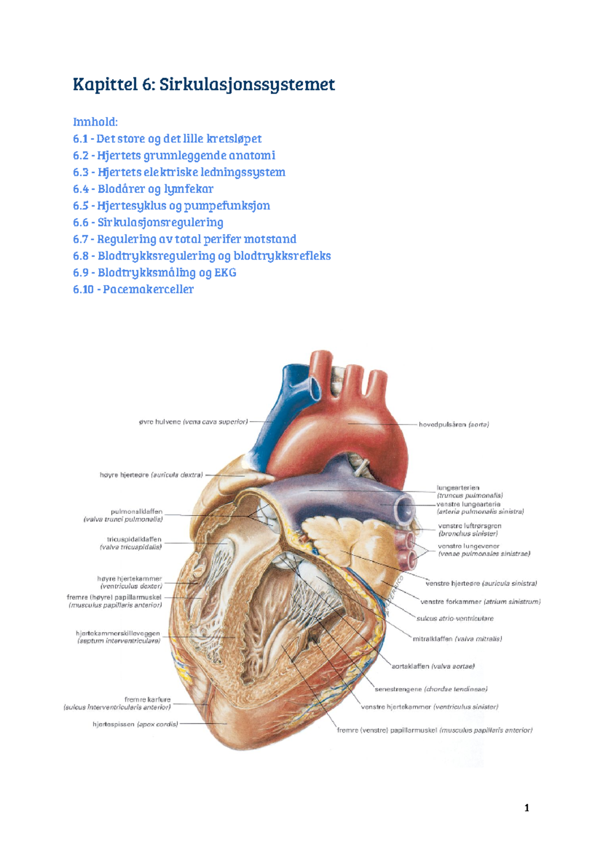 Kapittel 6 Sirkulasjonssystemet - Kapittel 6: Sirkulasjonssystemet Innhold: 6 - Det store og det ...