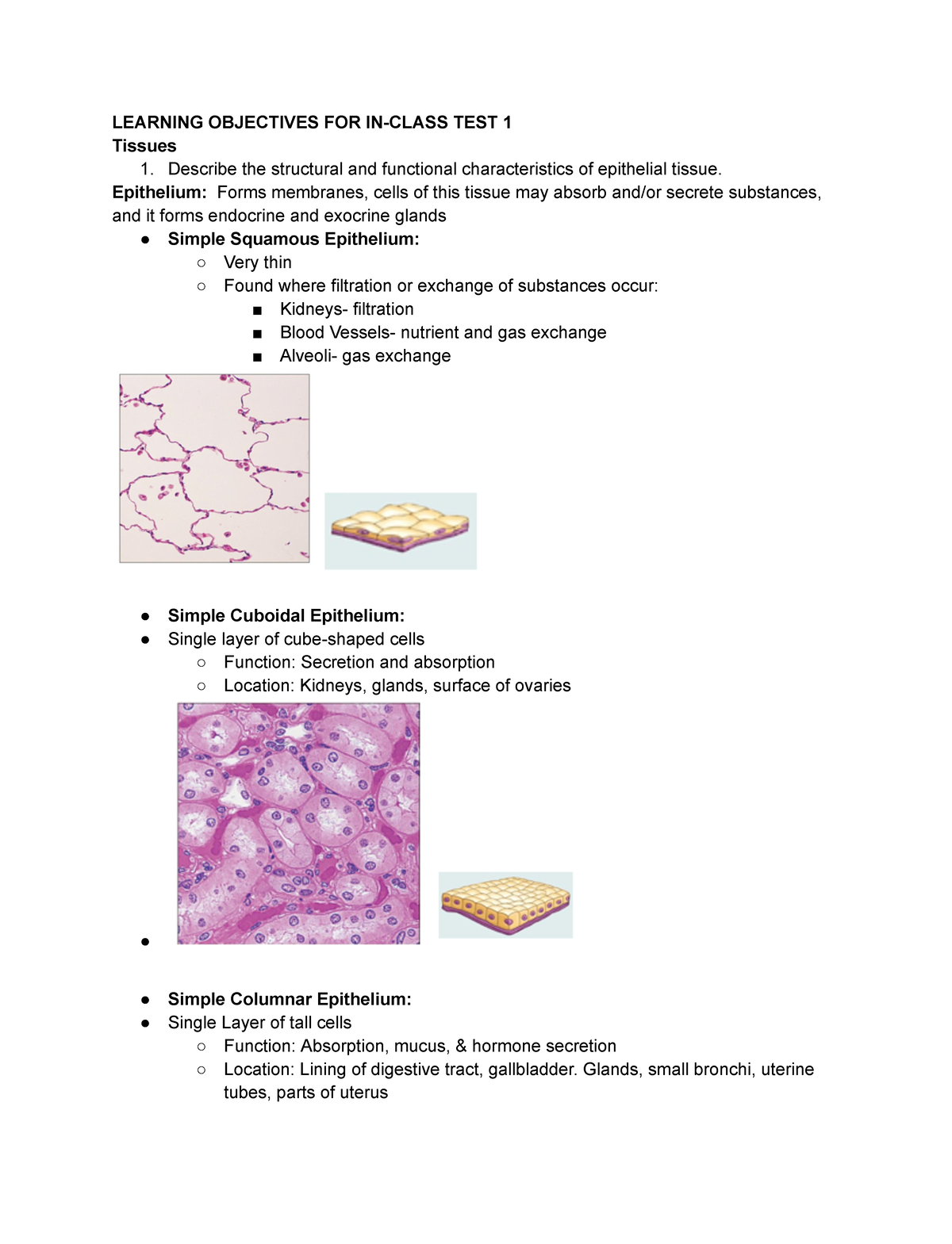 Physiology Notes - Tissues and Endocrine System - LEARNING OBJECTIVES ...
