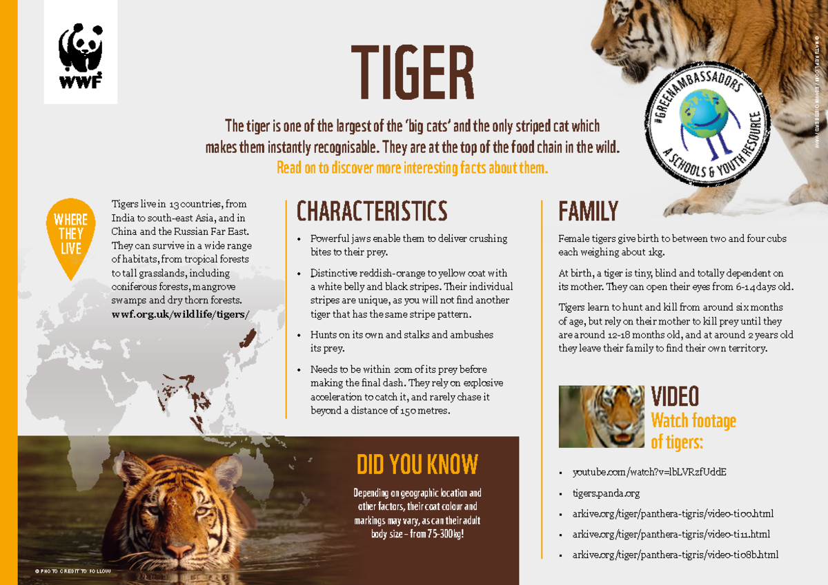 Tiger Fact Sheet - hoe is de tijger zo krokant - TIGER CHARACTERISTICS ...