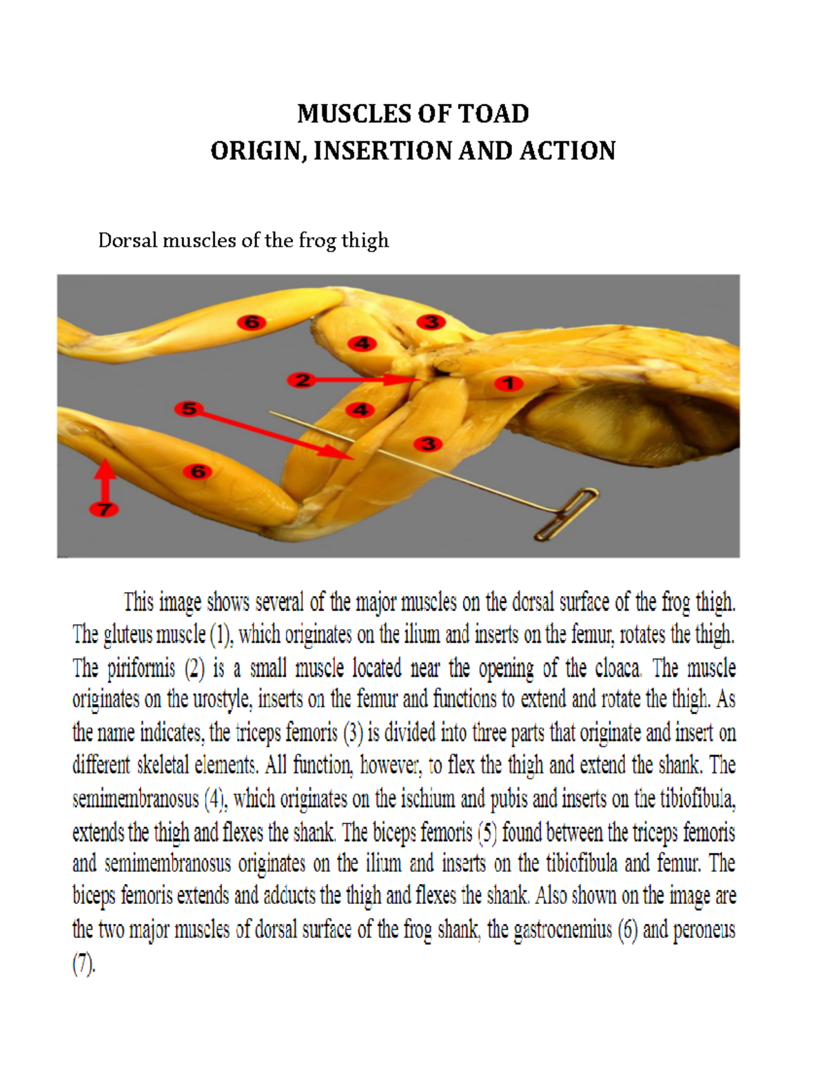 Muscles of Toad, Insertion and Action - BS Biology - WMSU - Studocu