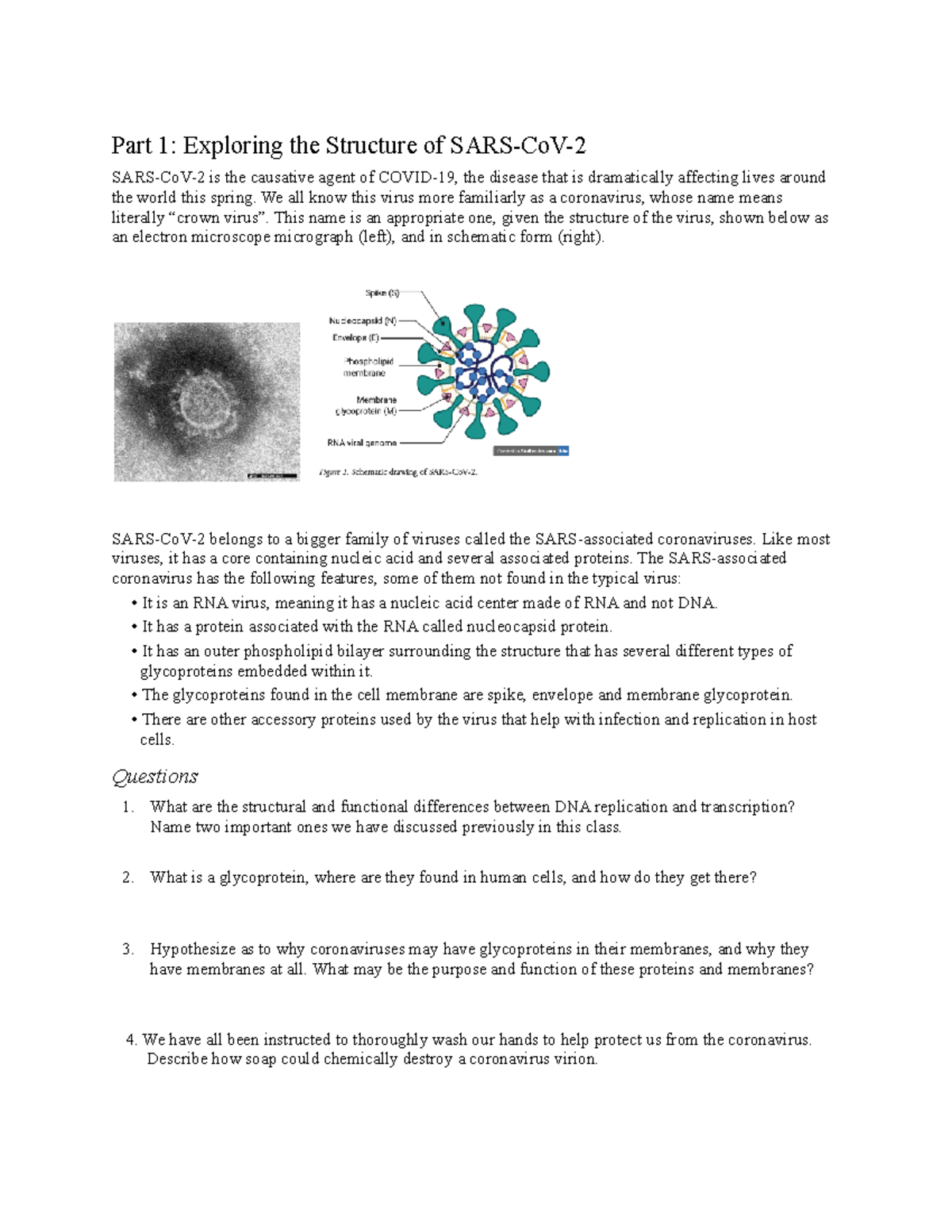 D12- Covid-19 discussion worksheet - Part 1: Exploring the Structure of ...