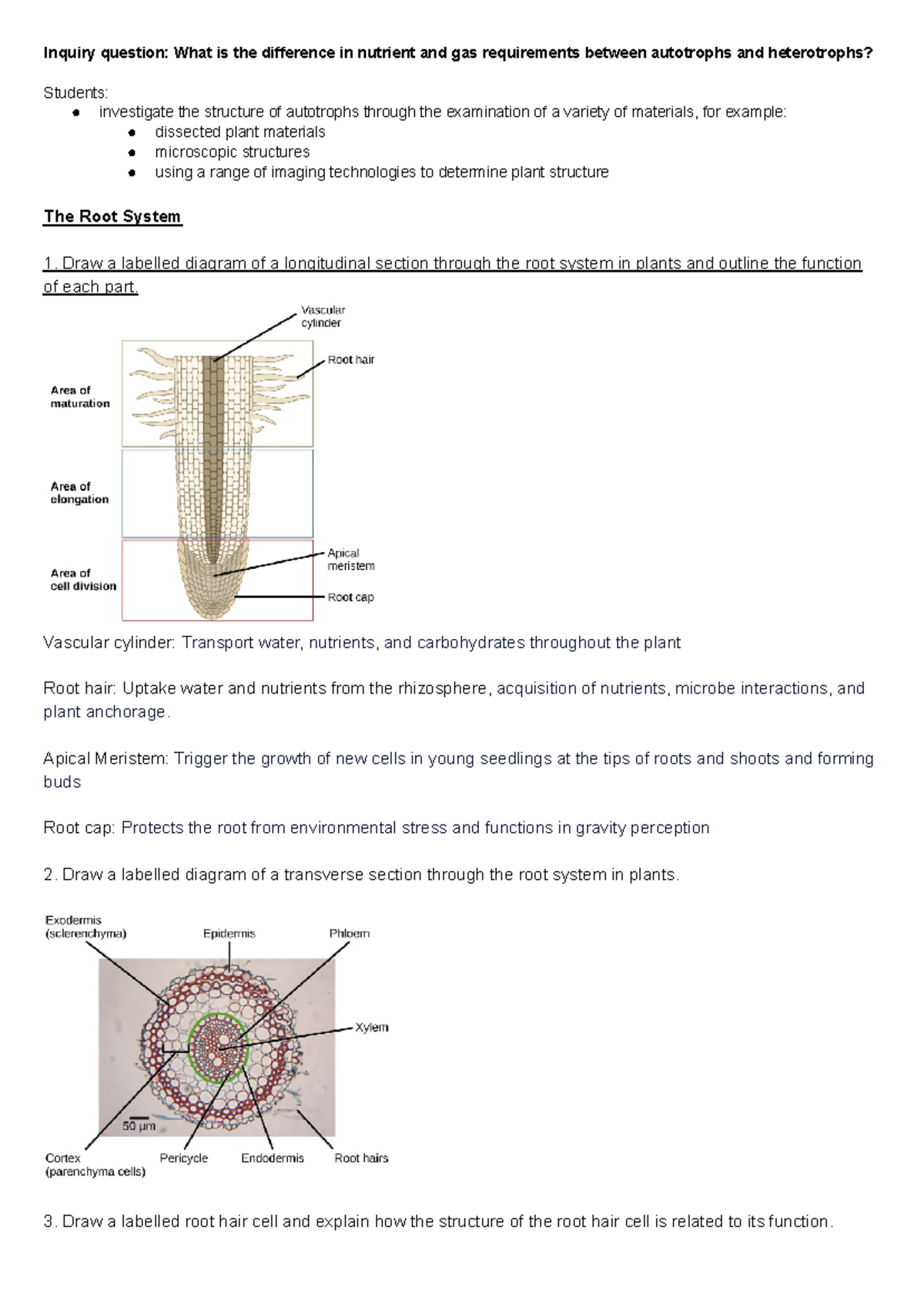 The Root System - notes - Inquiry question: What is the difference in ...