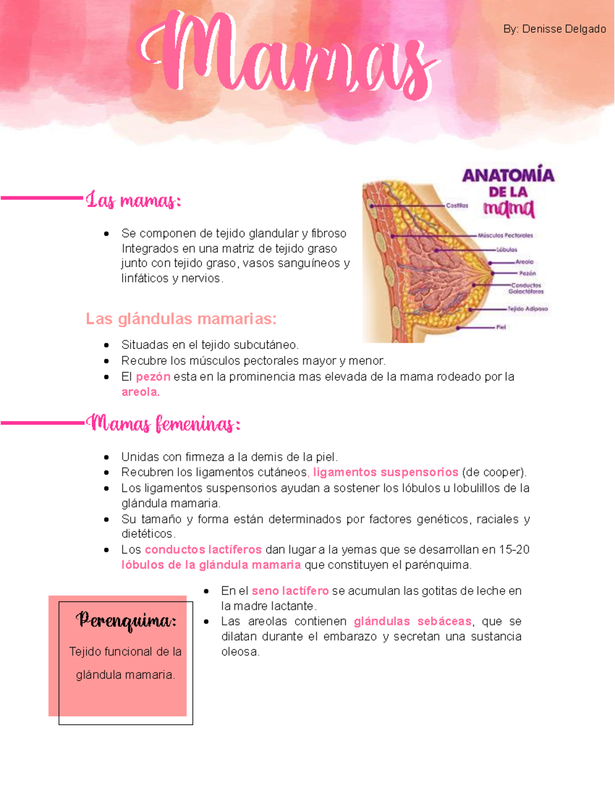 Apunte LAS Mamas Anatomia - Las mamas: Se componen de tejido glandular ...