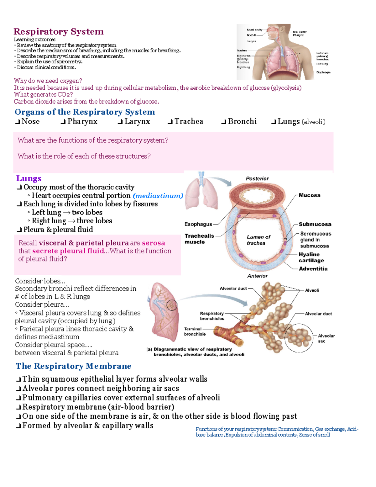 Anatomy units 3-5 - lecture note - Respiratory System Learning outcomes ...
