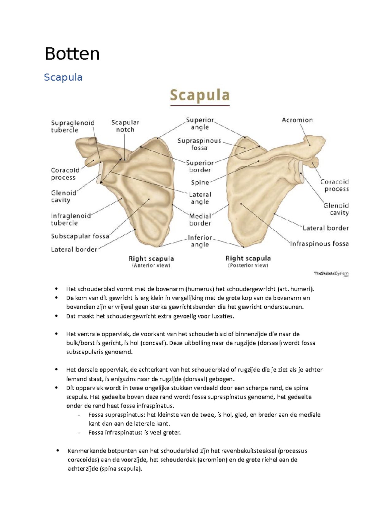 Theorie anatomie in vivo - Botten Scapula Het schouderblad vormt met de ...