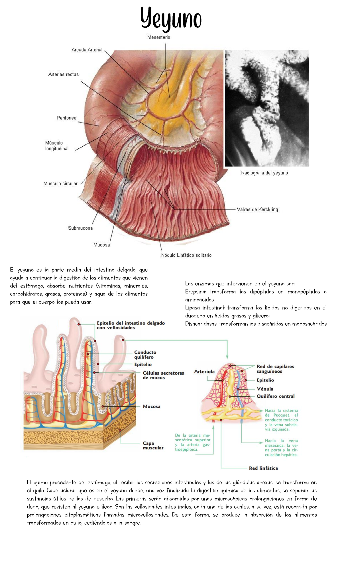 Yeyuno - Descripcion anatómica - El quimo procedente del estómago, al ...