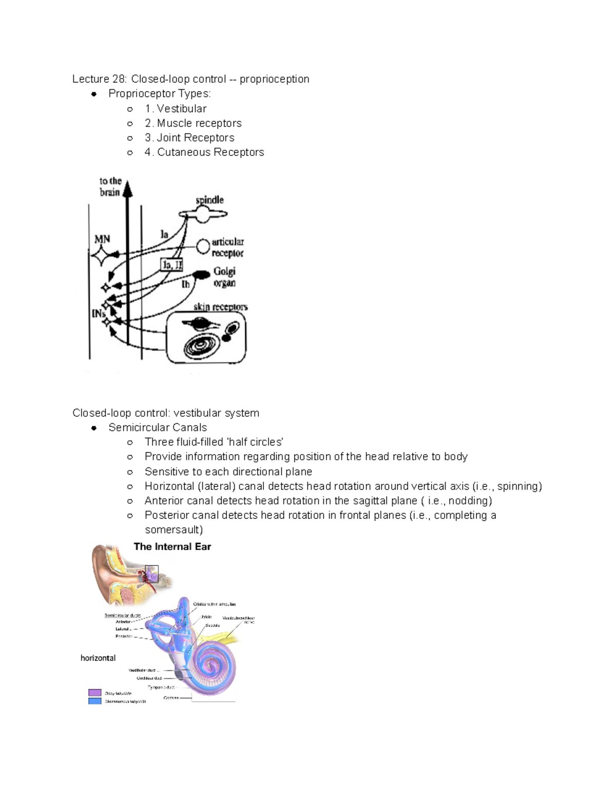 Lecture 28 - Lecture 28: Closed-loop control - proprioception ...